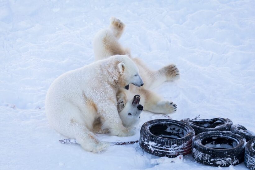 Rovaniemi: Day at Ranua Wildlife Park Arctic Zoo - Final Thoughts