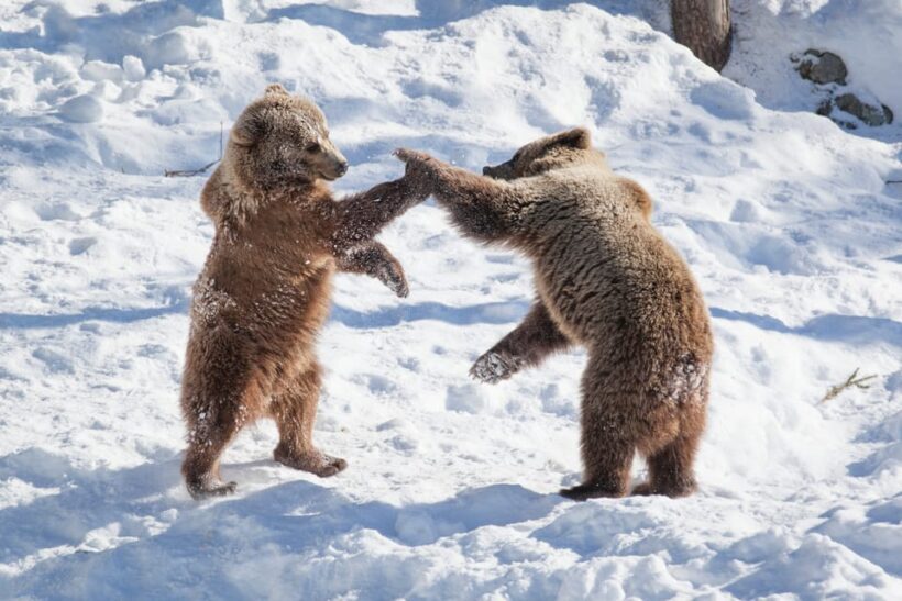 Rovaniemi: Day at Ranua Wildlife Park Arctic Zoo - FAQ