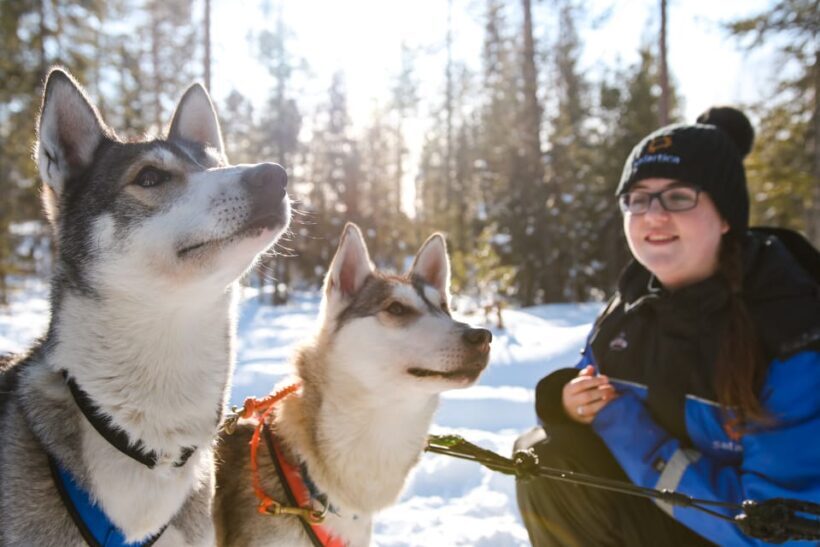 Rovaniemi: Daytime Husky Safari - A Detailed Look at the Husky Safari Experience