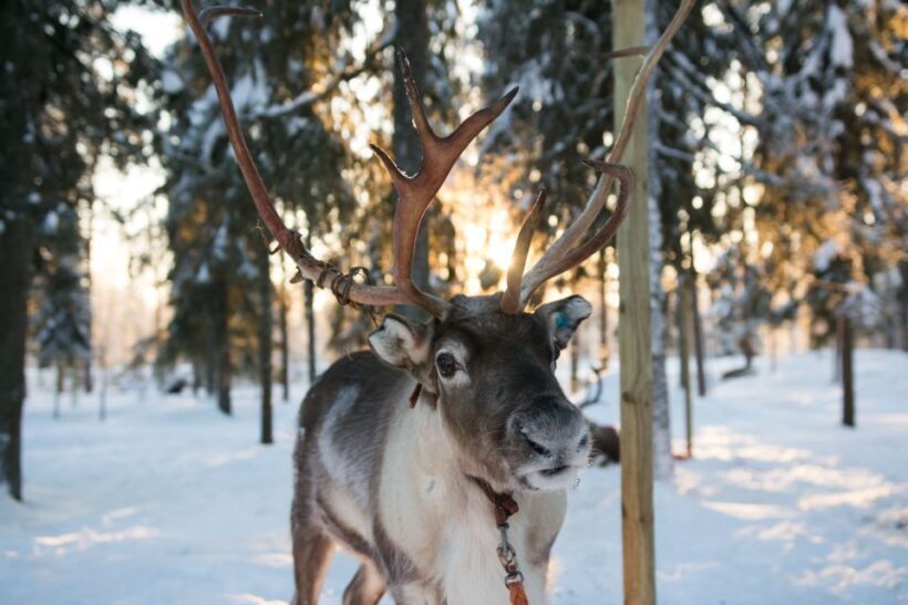Rovaniemi: Daytime Reindeer Sleigh Ride - Key Points