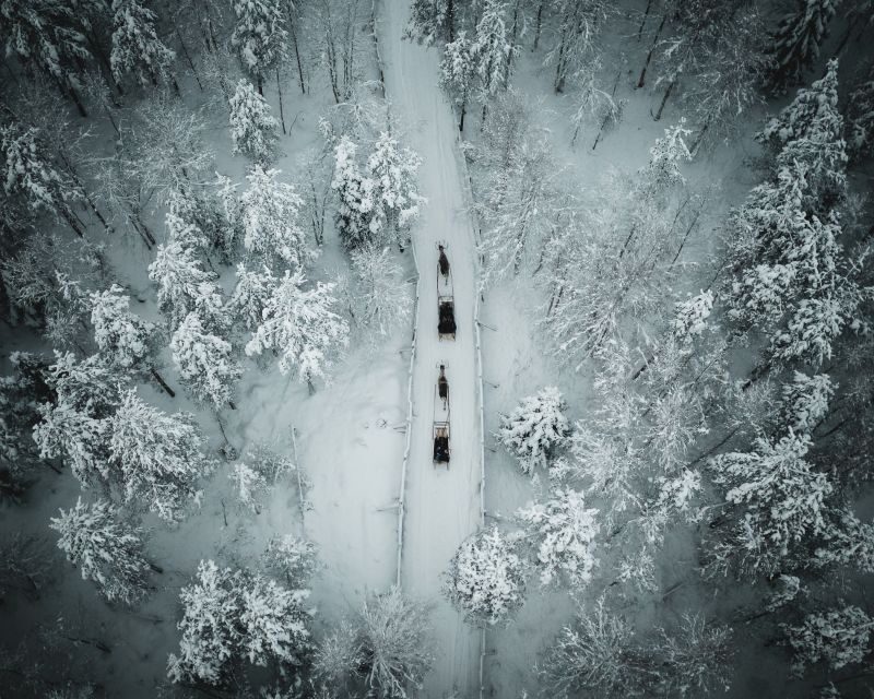 Rovaniemi: Daytime Reindeer Sleigh Ride - The Itinerary: What You Can Expect