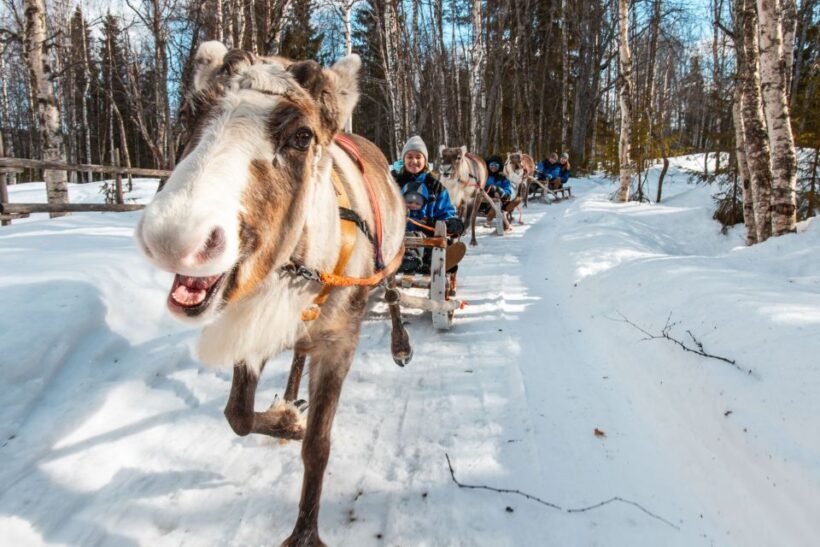 Rovaniemi: Daytime Reindeer Sleigh Ride - Authenticity and Cultural Significance