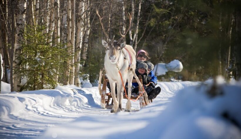Rovaniemi: Daytime Reindeer Sleigh Ride - Practical Tips for Travelers