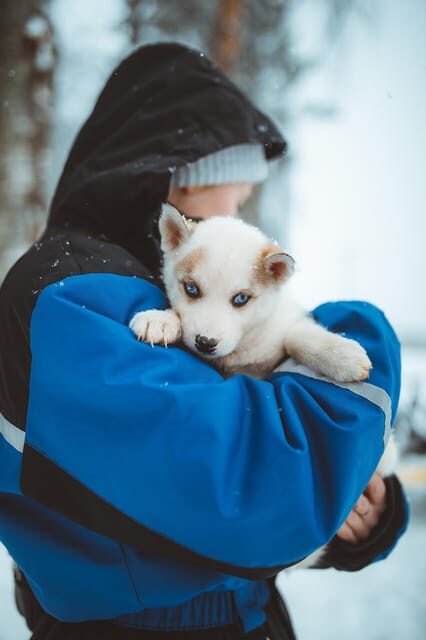 Rovaniemi: Early Winter Husky Sled Ride - Key Points