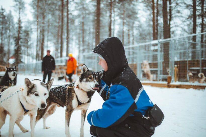 Rovaniemi: Early Winter Husky Sled Ride - An Authentic Arctic Sledding Adventure