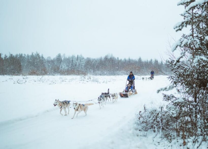 Rovaniemi: Early Winter Husky Sled Ride - Why the Dog Petting and Stories Matter