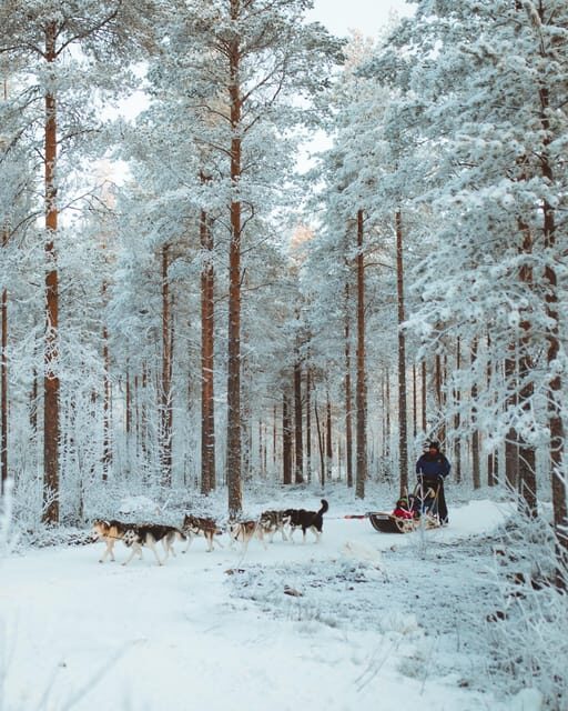 Rovaniemi: Early Winter Husky Sled Ride - Comfort and Practicalities