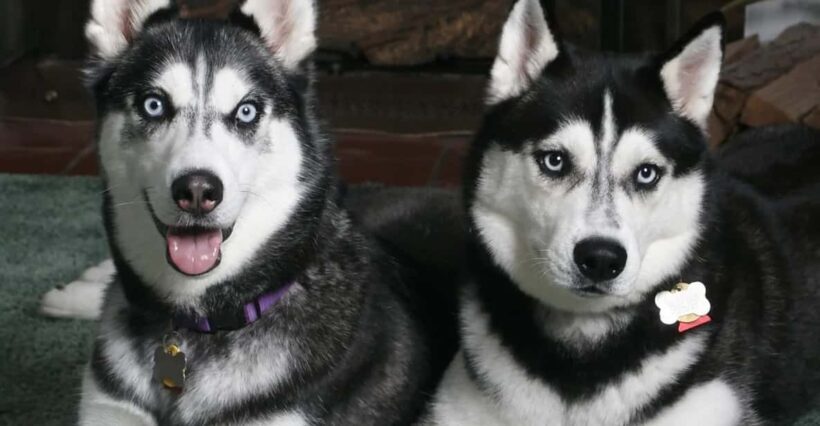 Rovaniemi: Family Friendly Husky Ride and Farm Visit - The Itinerary and What You Can Expect