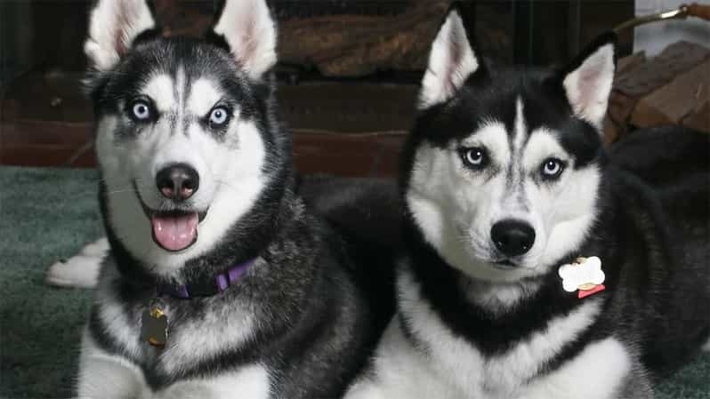 Rovaniemi: Family Friendly Husky Ride and Farm Visit - Practical Details and Value