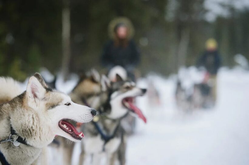 Rovaniemi: Family Friendly Husky Ride and Farm Visit - Authenticity and Real Reviews