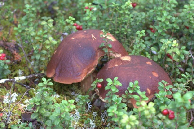 Rovaniemi forest foraging adventure: Pick, Prepare, Savor - Analyzing the Value