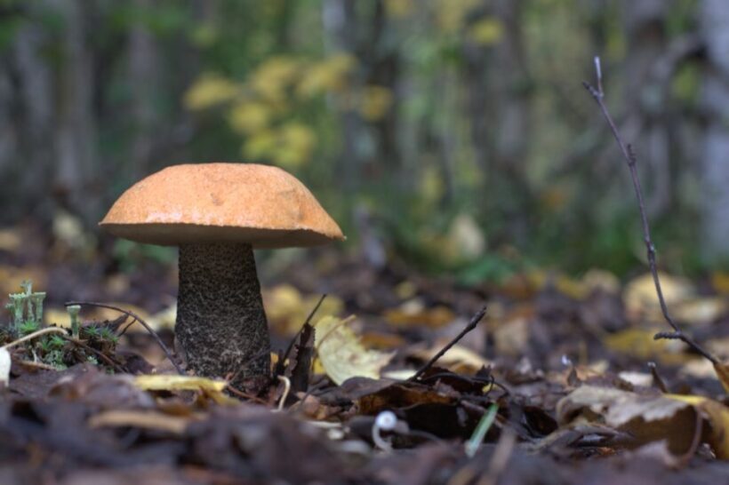 Rovaniemi forest foraging adventure: Pick, Prepare, Savor - Authenticity and Experience