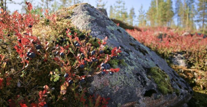 Rovaniemi forest foraging adventure: Pick, Prepare, Savor - Final Thoughts