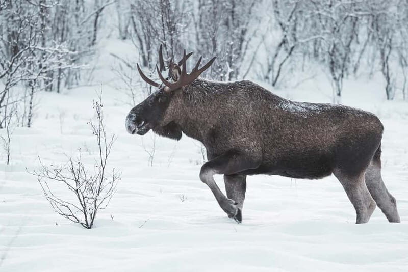 Rovaniemi: Full-Day Highlights Tour with Buffet Lunch - FAQ
