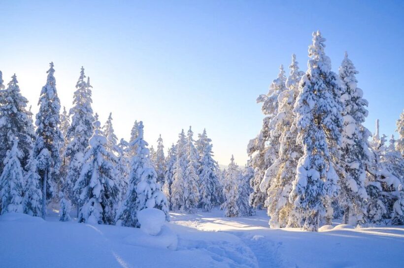 Rovaniemi: Guided Wilderness Snowmobile Ride - FAQ