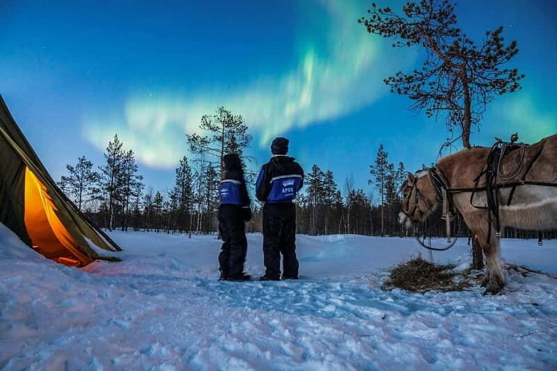 Rovaniemi: Horse Sleigh Ride under the Night Sky - Who Will Enjoy This Tour?