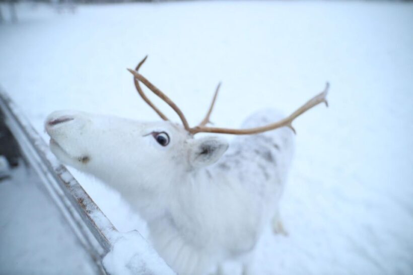 Rovaniemi: Husky and reindeer farm visit with sleigh rides - The Itinerary: What to Expect and Why It Matters