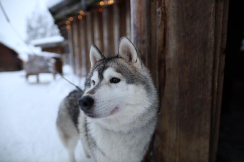 Rovaniemi: Husky and reindeer farm visit with sleigh rides - The Sum Up: Is It Worth It?