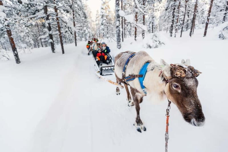 Rovaniemi: Husky Farm and Reindeer Experience - The Full Experience: What to Expect and Why It Matters