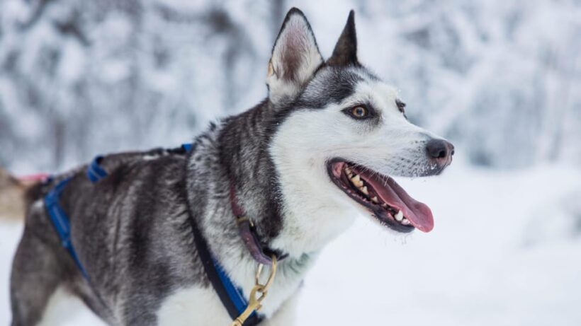 Rovaniemi: Husky Farm Visit with a Sledge Ride - The Itinerary and What You Can Expect