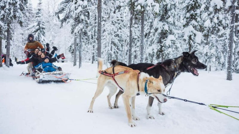 Rovaniemi: Husky & Reindeer Experience with Snowmobile Ride - Practical Details and Value