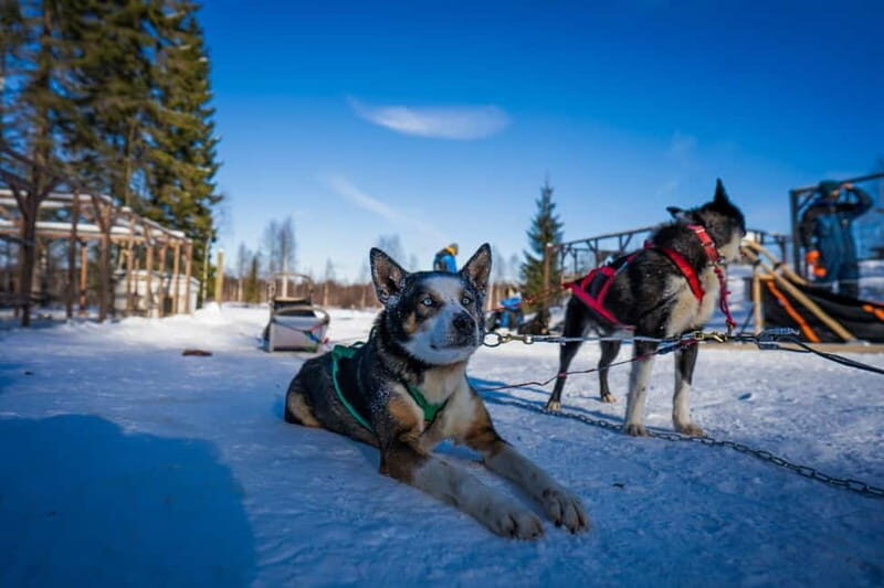 Rovaniemi: Husky Safari & Campfire BBQ  610 km SelfDrive - Reviews and Real Experiences