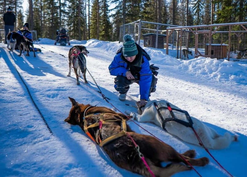 Rovaniemi: Husky Safari & Campfire BBQ  610 km SelfDrive - Final Thoughts: Is It Worth It?