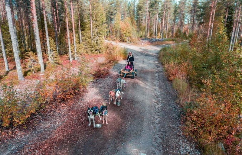 Rovaniemi: Husky Safari & Campfire BBQ  610 km SelfDrive - Key Points