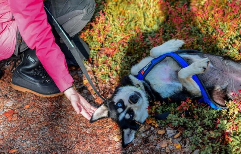Rovaniemi: Husky Safari & Campfire BBQ  610 km SelfDrive - A Closer Look at the Husky Safari & Campfire BBQ Tour