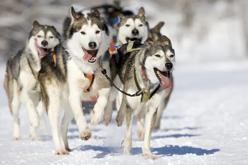 Rovaniemi: Husky Safari on a Snowy Trail - Detailed Review of the Husky Safari