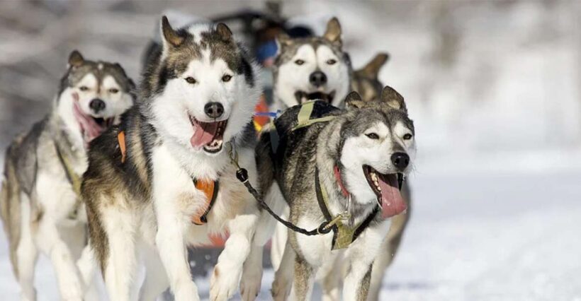 Rovaniemi: Husky Safari on a Snowy Trail - The Sum Up