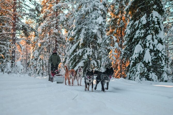 Rovaniemi: Husky Safari Tour & 6-10 Km Self-Driving Mushing - Highlights of the Husky Safari Tour