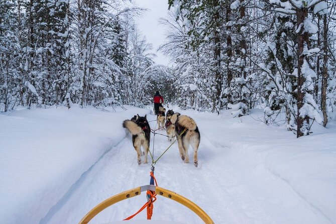 Rovaniemi: Husky Safari Tour & 6-10 Km Self-Driving Mushing - Exploring the Scenic Arctic Forest Trails