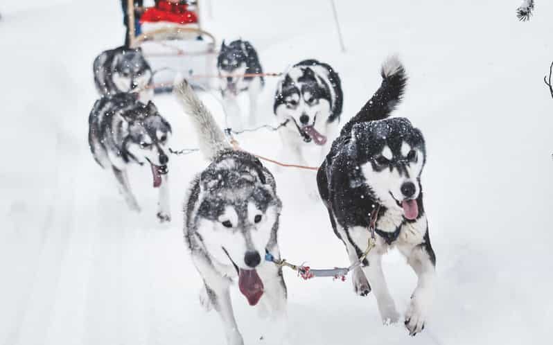 Rovaniemi: Husky Sled Ride and Farm Visit - The Sled Ride: Short but Sweet