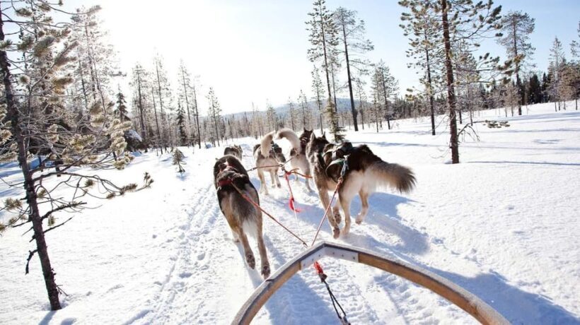 Rovaniemi: Husky Sled Ride and Farm Visit - Price and Value: Is It Worth It?