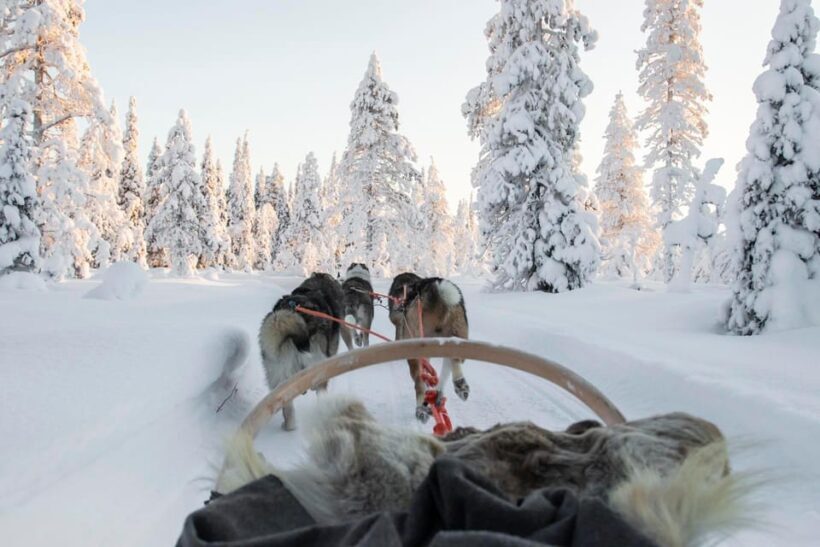 Rovaniemi: Husky Sled Ride and Farm Visit - The Sum Up