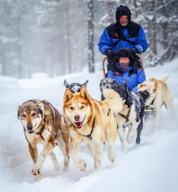 Rovaniemi: Husky Sled Ride with Hotel Transfer - Who Will Love This Tour?