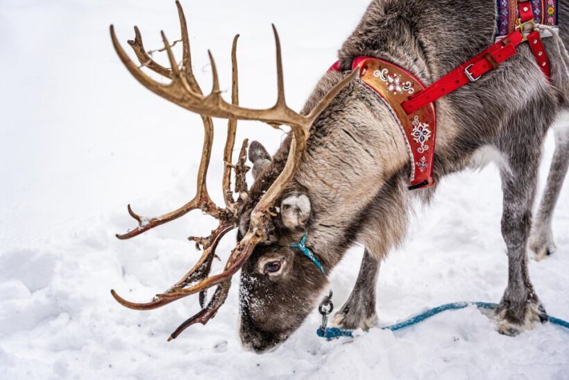 Rovaniemi: Local Reindeer Farm Visit with Sleigh Ride - What to Expect from the Tour