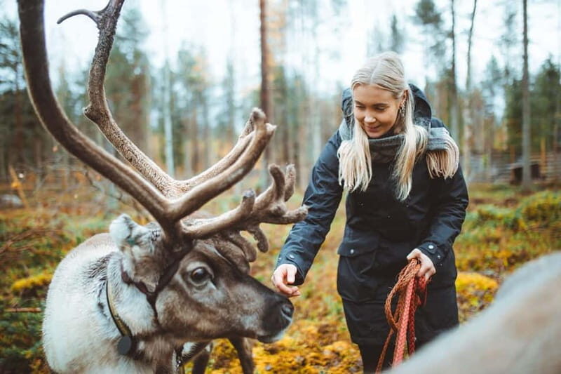 Rovaniemi: Meet and Feed Reindeer - Key Points