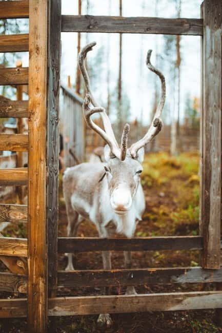 Rovaniemi: Meet and Feed Reindeer - The Experience in Detail