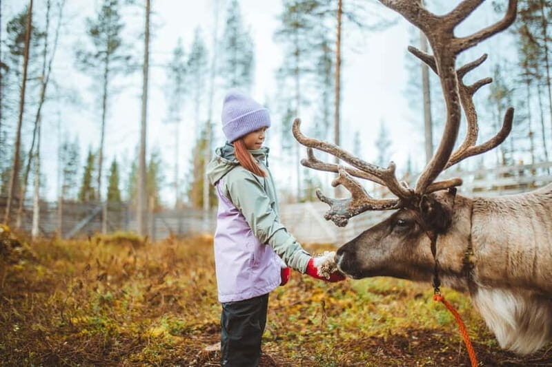 Rovaniemi: Meet and Feed Reindeer - Who Should Consider This Tour?