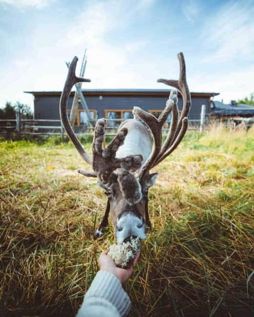 Rovaniemi: Meet and Feed Reindeer - FAQ