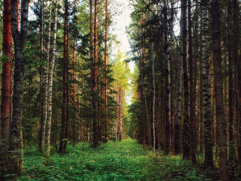 Rovaniemi: Mushrooms & Wild Berries Picking Tour - Key Points