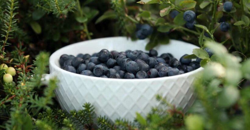 Rovaniemi: Mushrooms & Wild Berries Picking Tour - Introduction: Why This Tour Stands Out