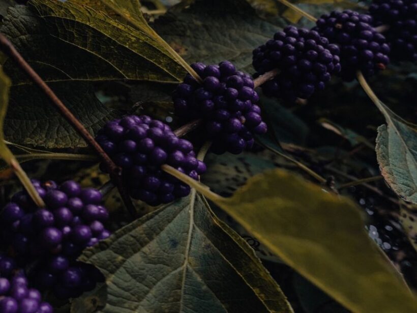 Rovaniemi: Mushrooms & Wild Berries Picking Tour - The Sum Up