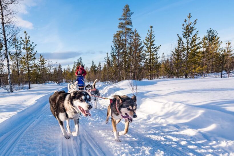 Rovaniemi: One Hour Husky Experience - Key Points