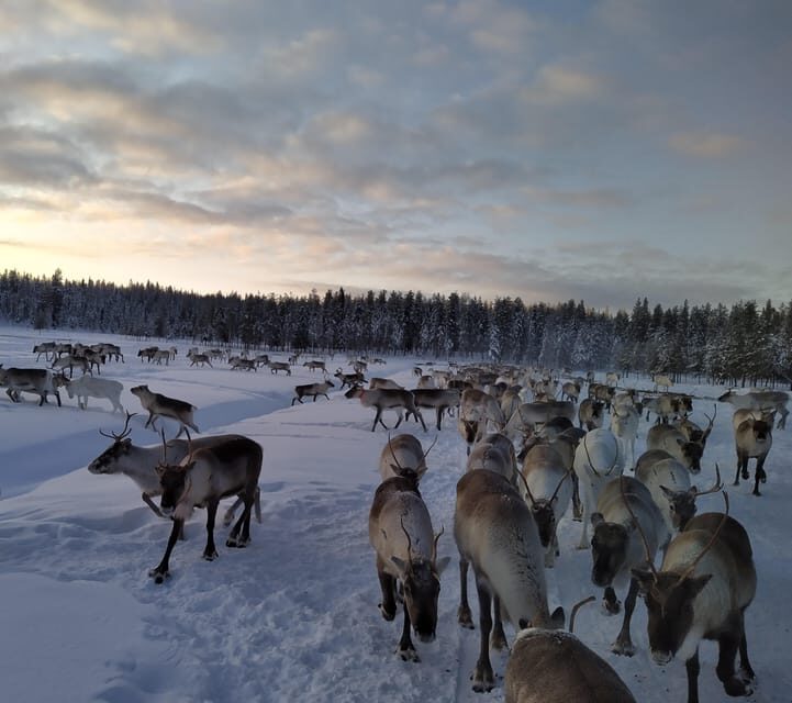 Rovaniemi: Private reindeer farm visit & culture experience - An In-Depth Look at the Experience
