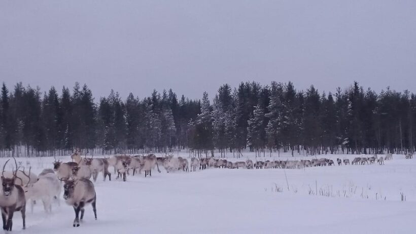 Rovaniemi: Private reindeer farm visit & culture experience - The Sum Up