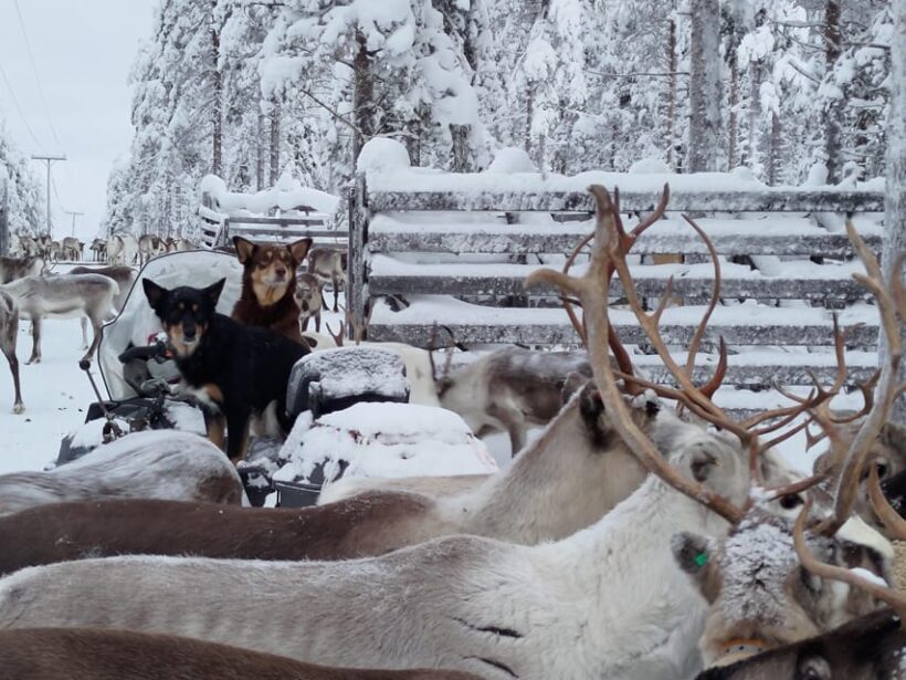 Rovaniemi: Private reindeer farm visit & culture experience - FAQs