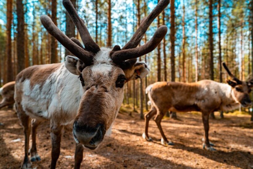 Rovaniemi: Quad Bike Safari, Reindeer & Husky Farm Visit - Authenticity and Value